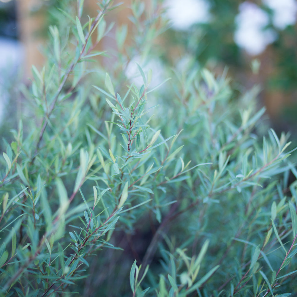 arctic willow leaf colour