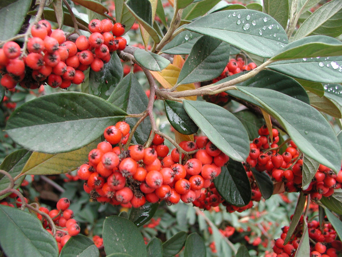Cotoneaster parneyi – Sand Creek Nursery