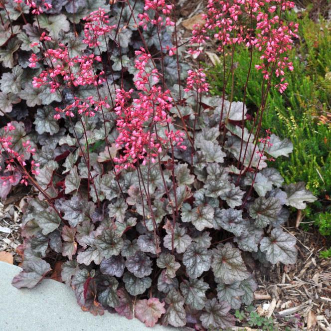Heuchera 'Bressingham' for Sale Online – Sand Creek Nursery
