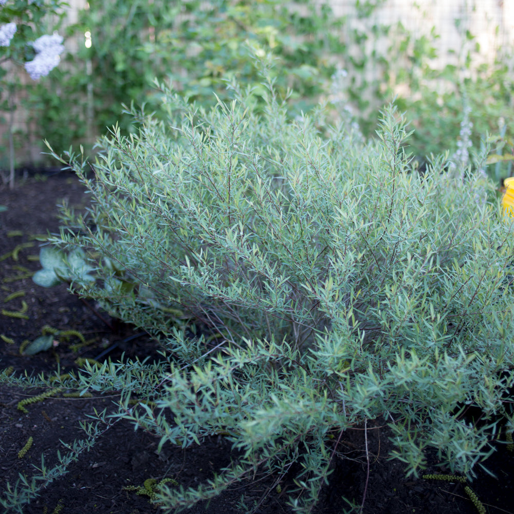 Dwarf Blue Arctic Willow for Sale Online – Sand Creek Nursery