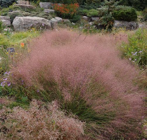 Undaunted Ruby Muhly Grass – Sand Creek Nursery