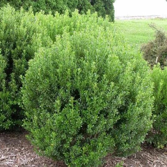 Ilex glabra 'Compacta' – Sand Creek Nursery