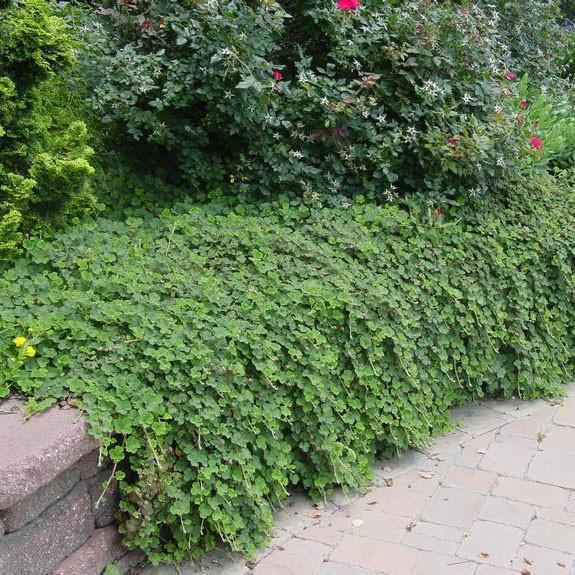 Creeping Raspberry for Sale Online – Sand Creek Nursery