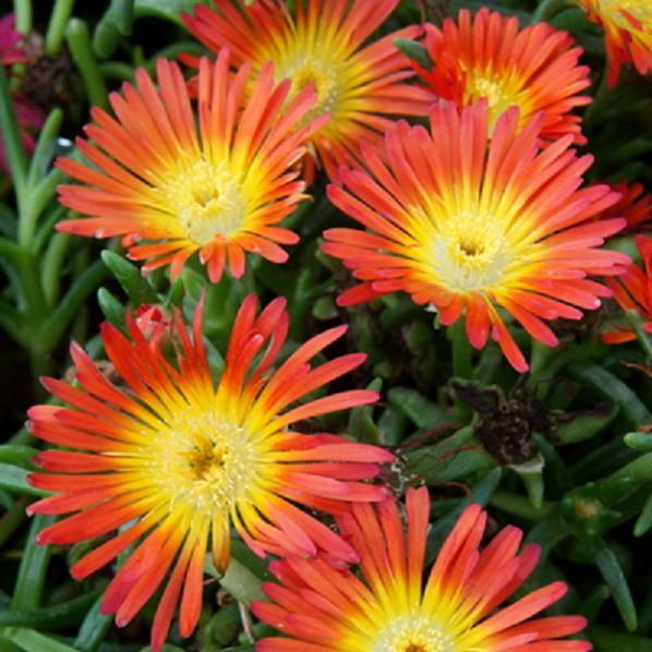 Wheels of Wonder 'Fire Wonder' Ice Plant for Sale Online – Sand Creek ...