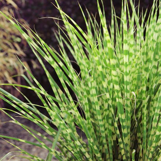 Dwarf Zebra Maiden Grass For Sale Online Sand Creek Nursery