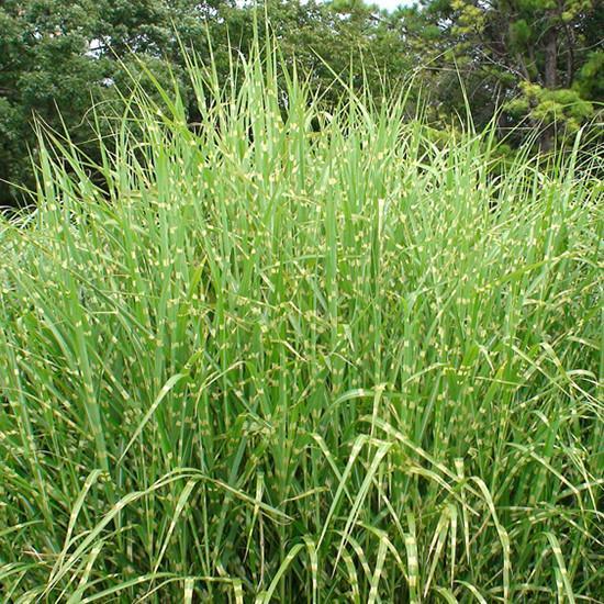 Porcupine Grass for Sale Online – Sand Creek Nursery