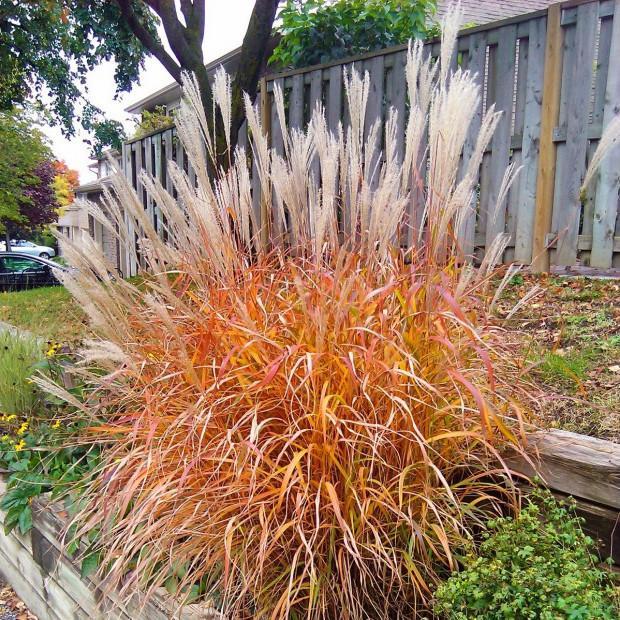 Flame Grass for Sale Online – Sand Creek Nursery