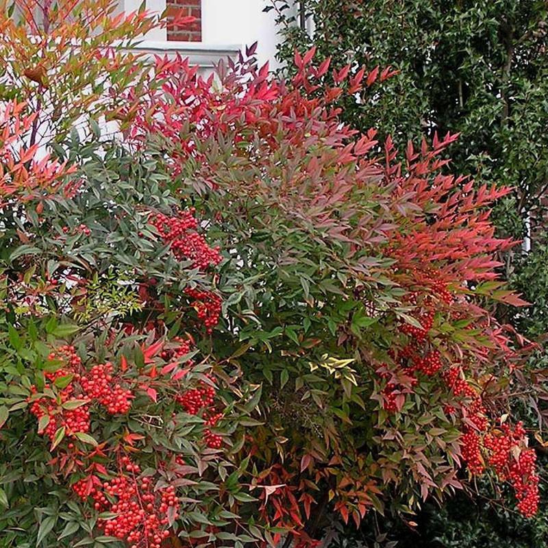 Nandina Heavenly Bamboo Nandina Domestica Obsessed | Heavenly Bamboo